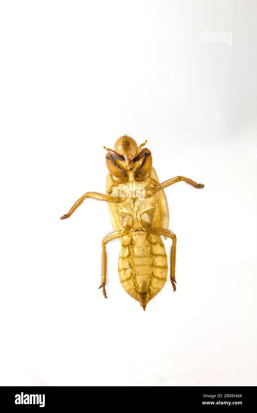 Shell of Cicada on white background Stock Photo - Alamy