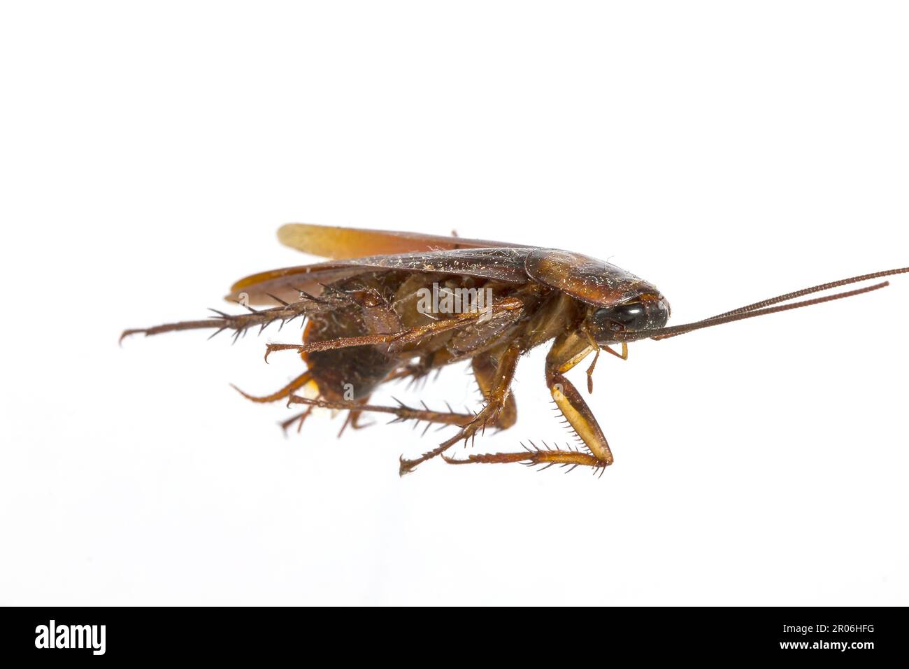 Remains of dead cockroaches Stock Photo - Alamy