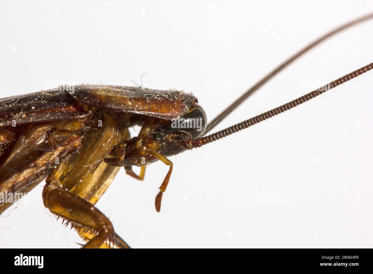 Remains dead cockroaches hi-res stock photography and images - Alamy