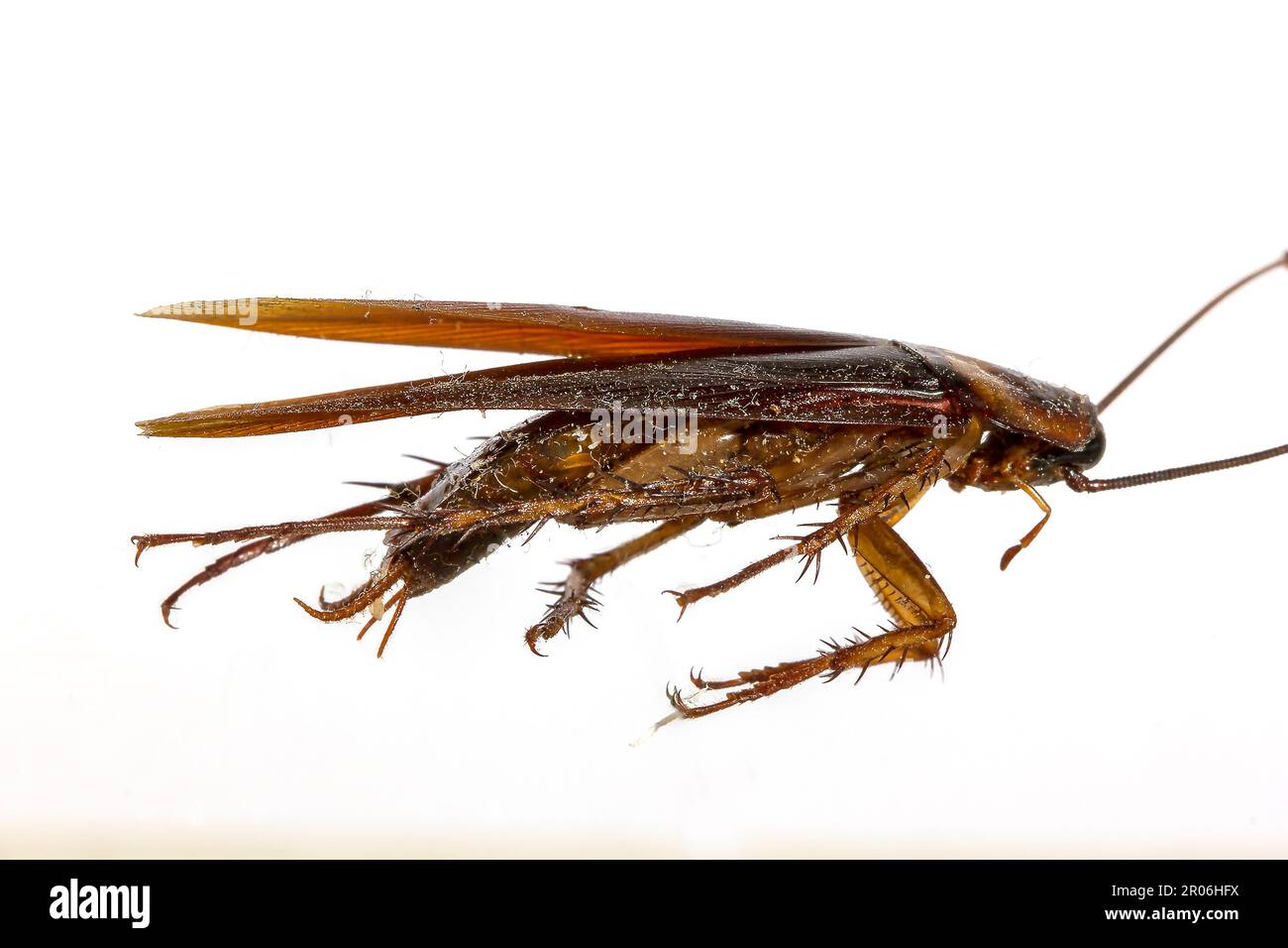 Remains of dead cockroaches Stock Photo - Alamy