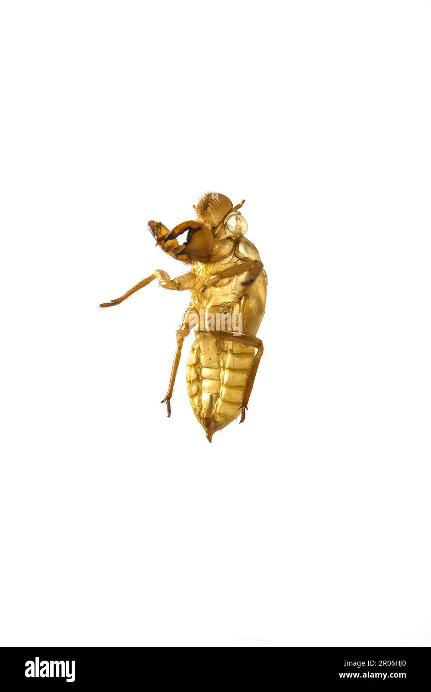 Shell of Cicada on white background Stock Photo - Alamy