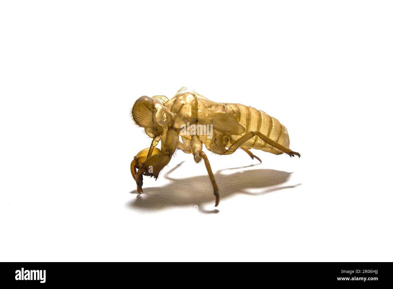 Shell of Cicada on white background Stock Photo - Alamy