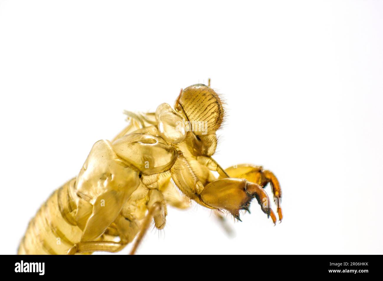 Shell of Cicada on white background Stock Photo - Alamy