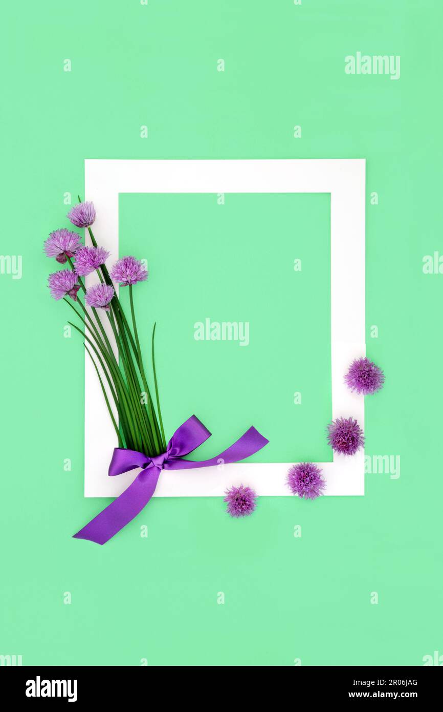 Edible chives herb flower minimal background border with purple bow ...