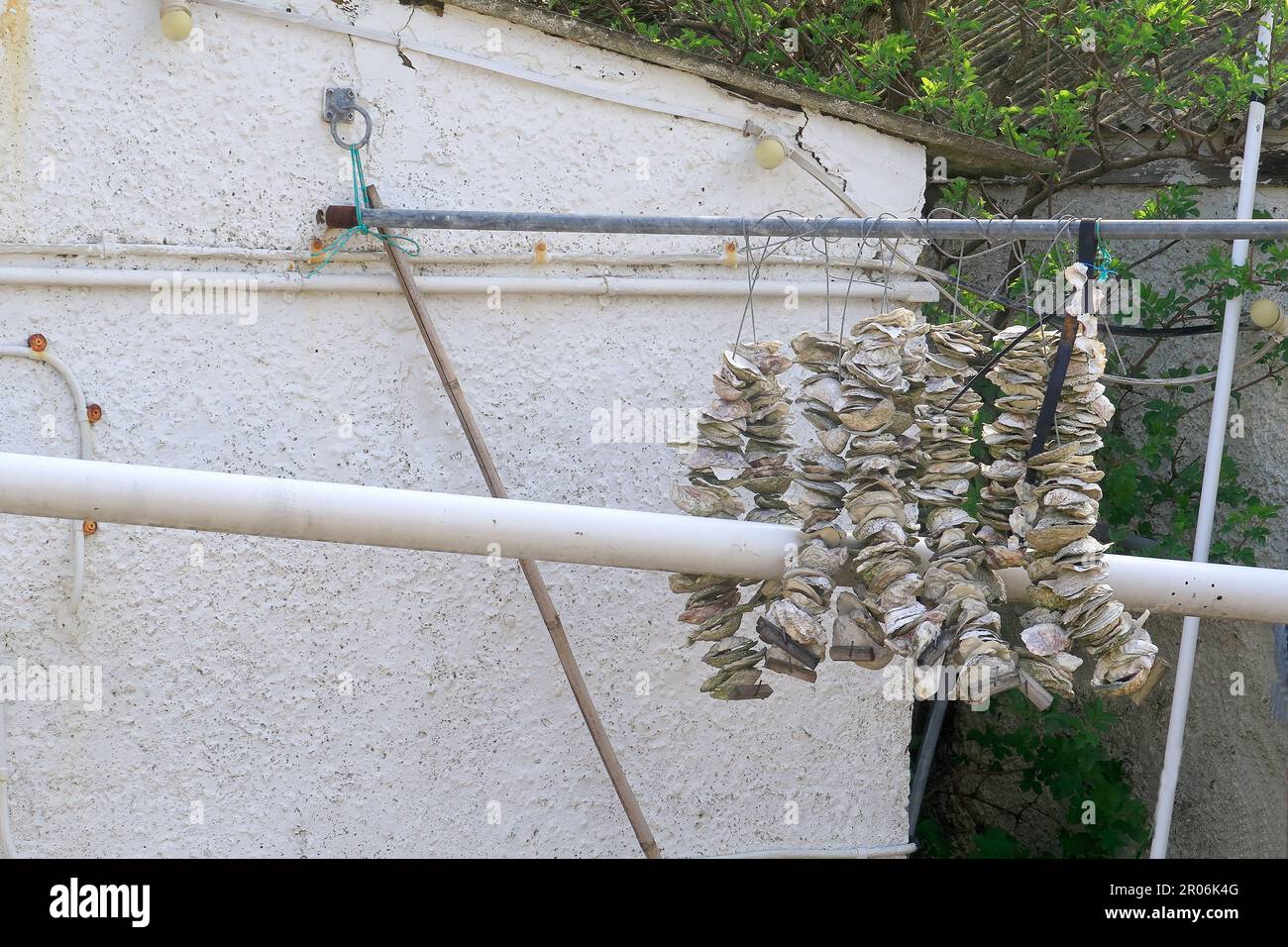 Strings of oyster shells hi-res stock photography and images - Alamy
