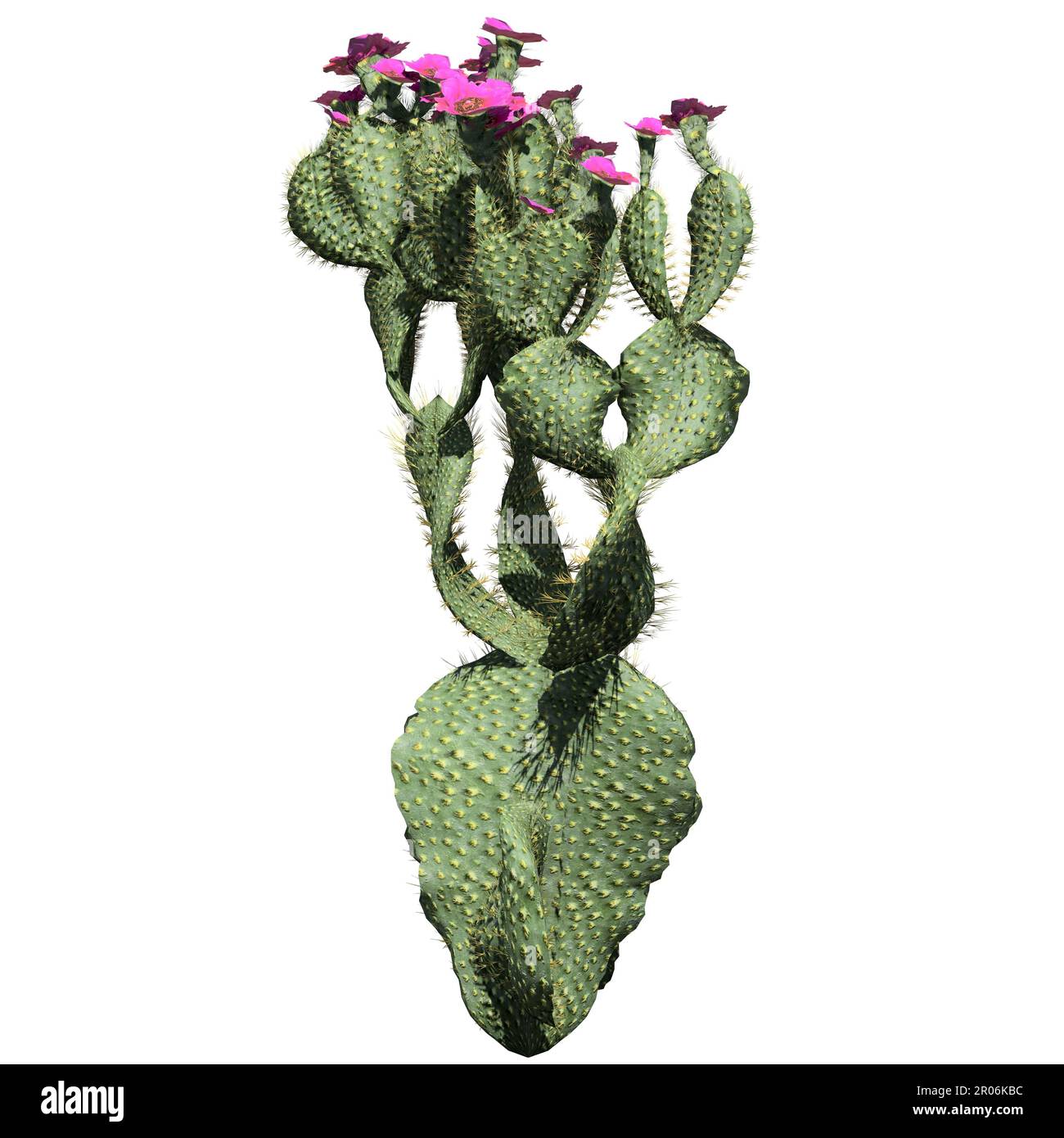 Beavertail cactus Cut Out Stock Images & Pictures - Alamy