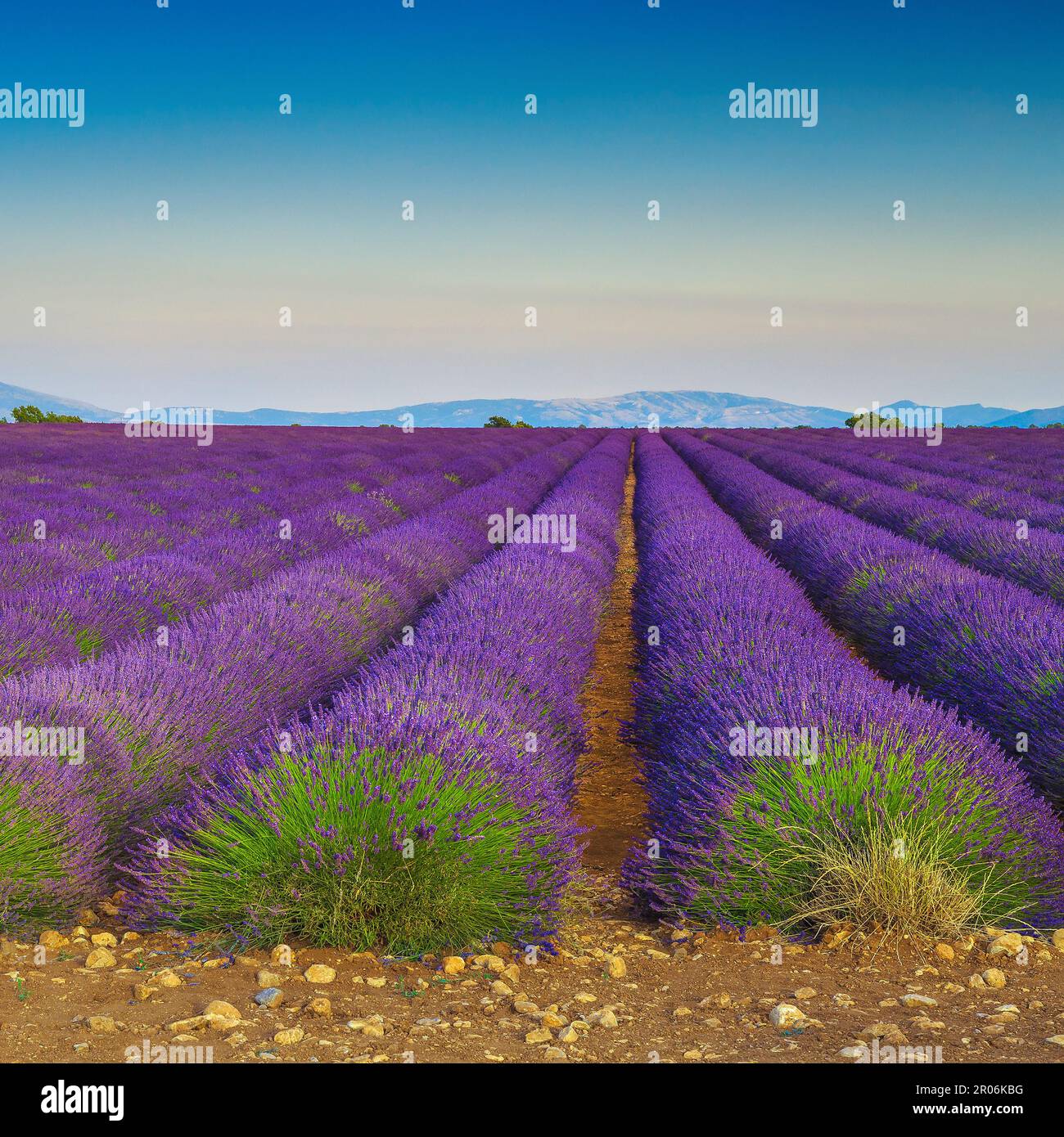 Fantastic agricultural summer scenery and photography place, cultivated violet lavender rows and ...