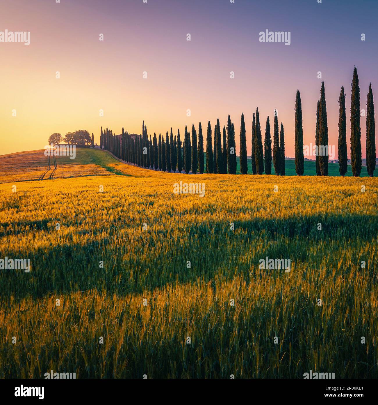 House on the hill and rural road with cypresses trees. Fantastic tuscan ...