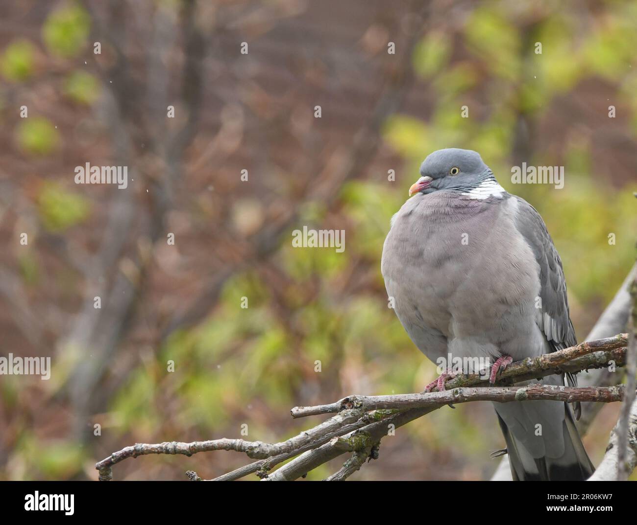 Columbiformes hi-res stock photography and images - Alamy