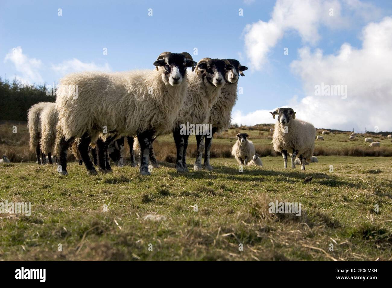 Swaledale curious sheep grazing on hillside in Teesdale, County Durham ...