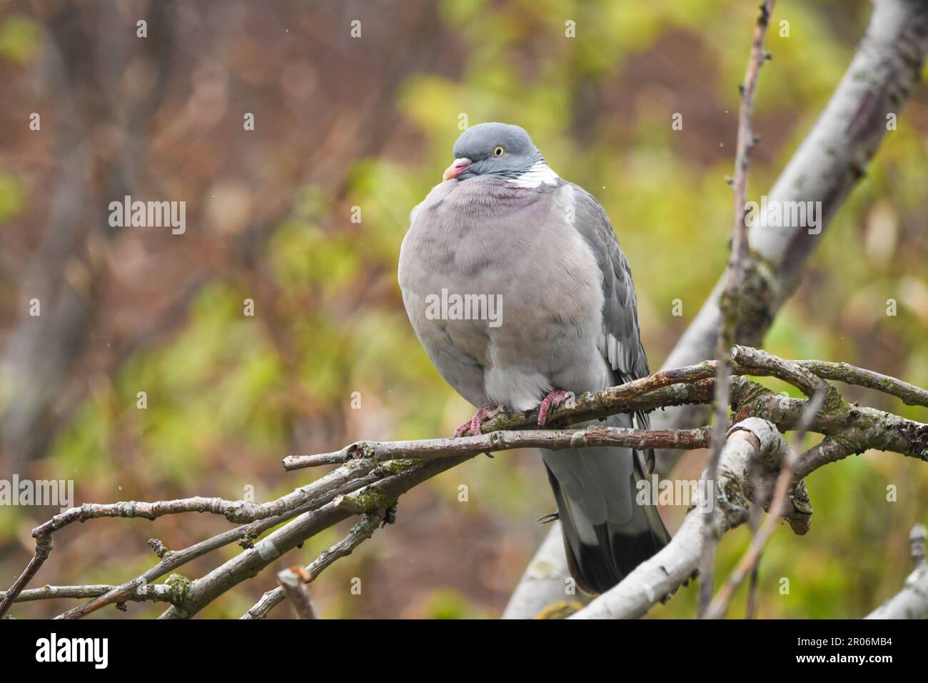 Columbiformes hi-res stock photography and images - Alamy