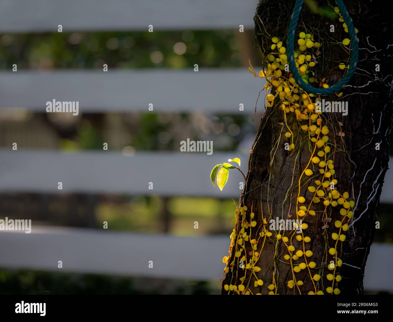 Young leaf bud unfolding of teak tree Stock Photo - Alamy