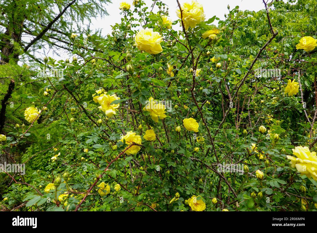 Rosa foetida, Persian yellow flowering shrub loaded with blossoms Stock ...