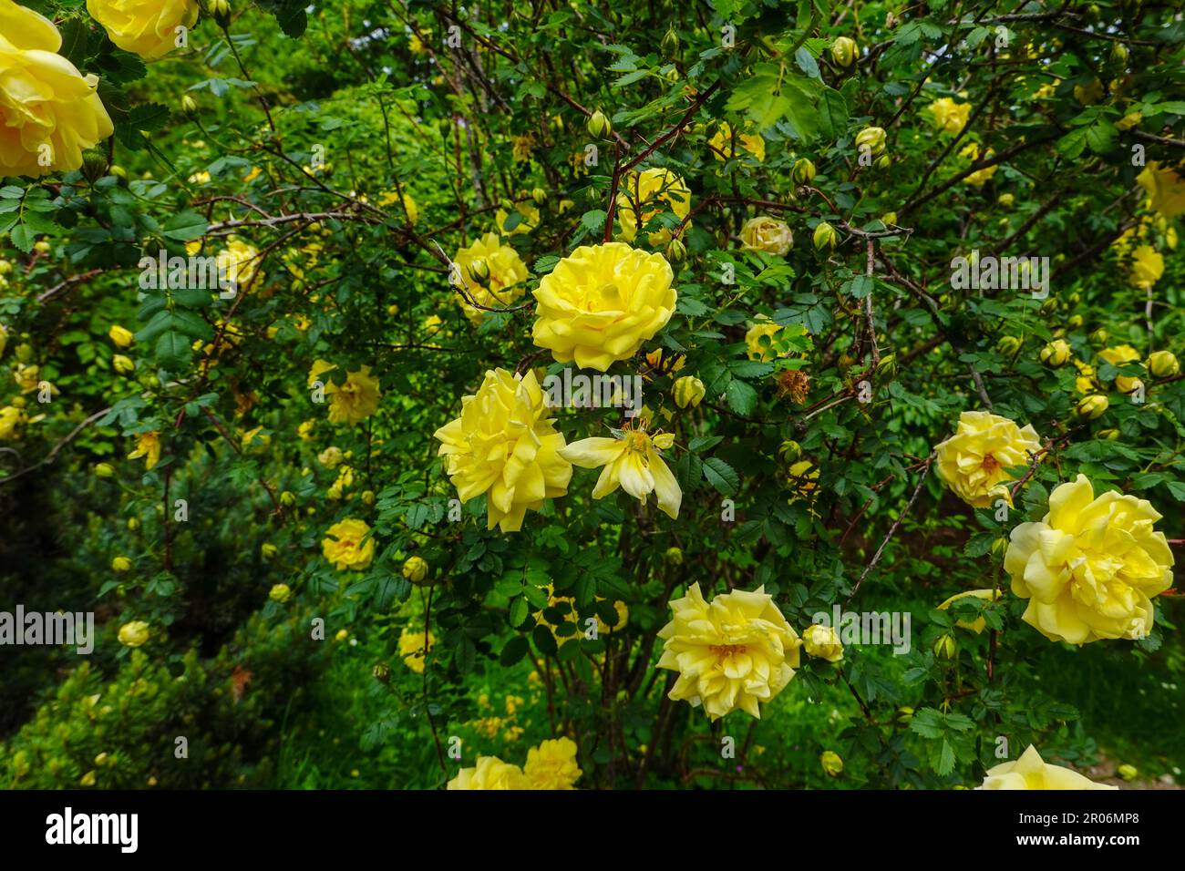Rosa foetida, Persian yellow flowering shrub loaded with blossoms Stock ...