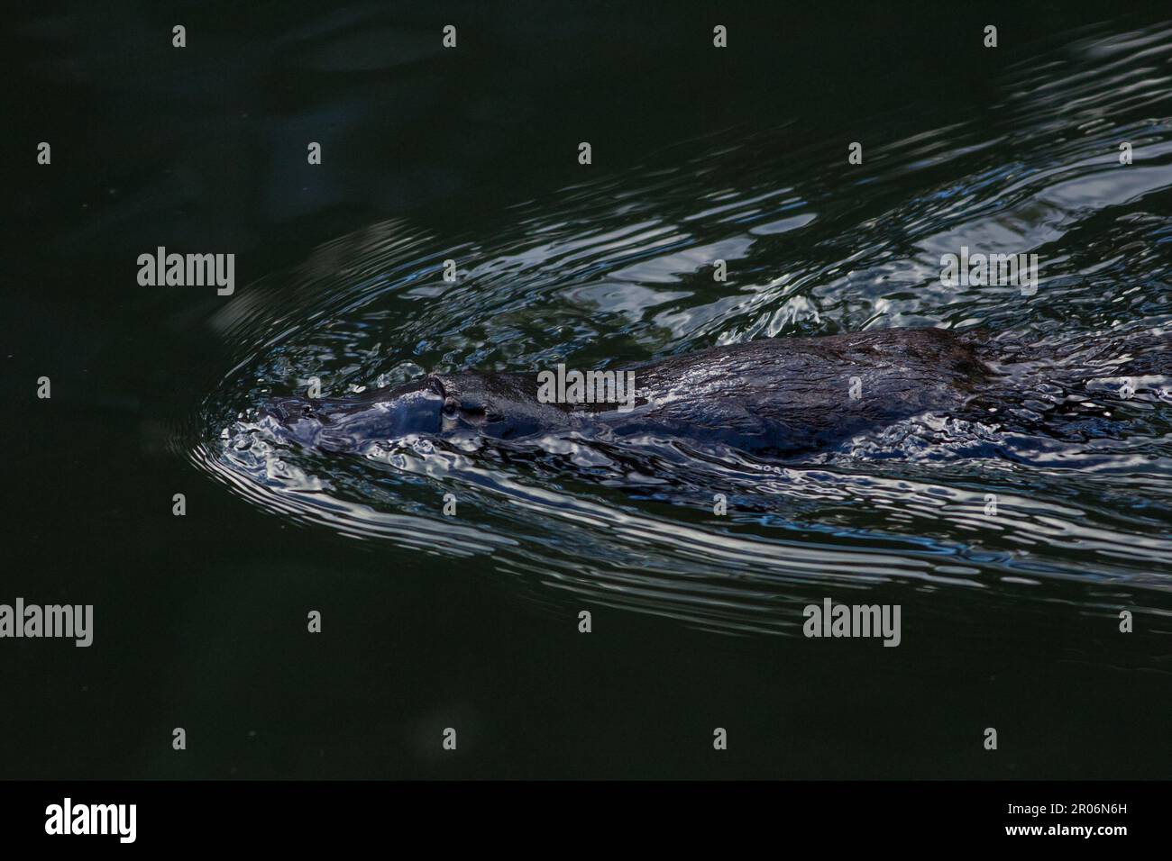 Platypus swimming hi-res stock photography and images - Alamy