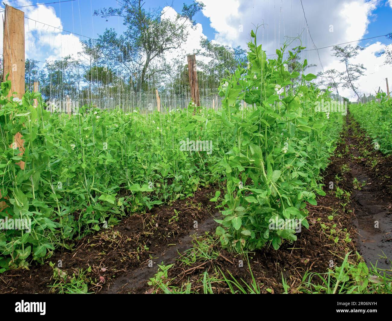 General view of a crop field with plants of pea hanging from cords ...