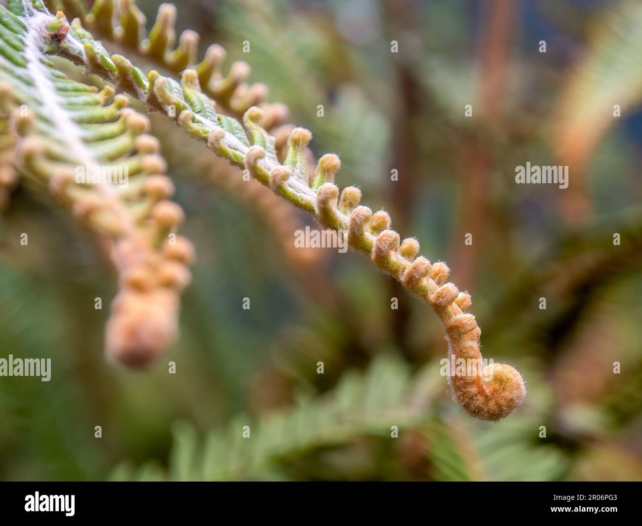 Macro-photography of developing fern fronds, captured in a rain forest ...