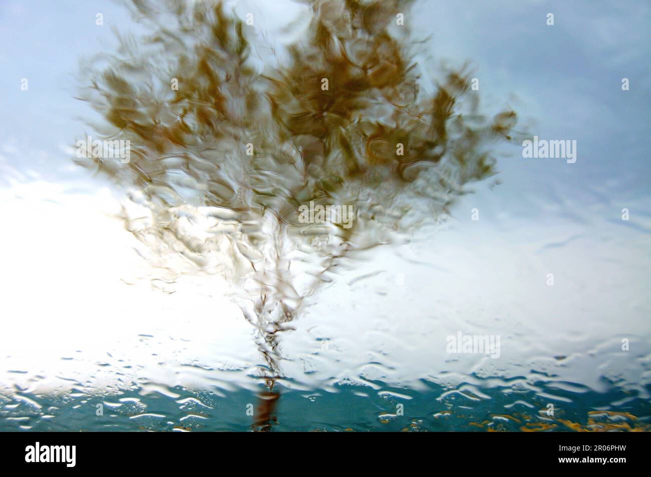 A tree photographed from within the car while it was raining Stock ...