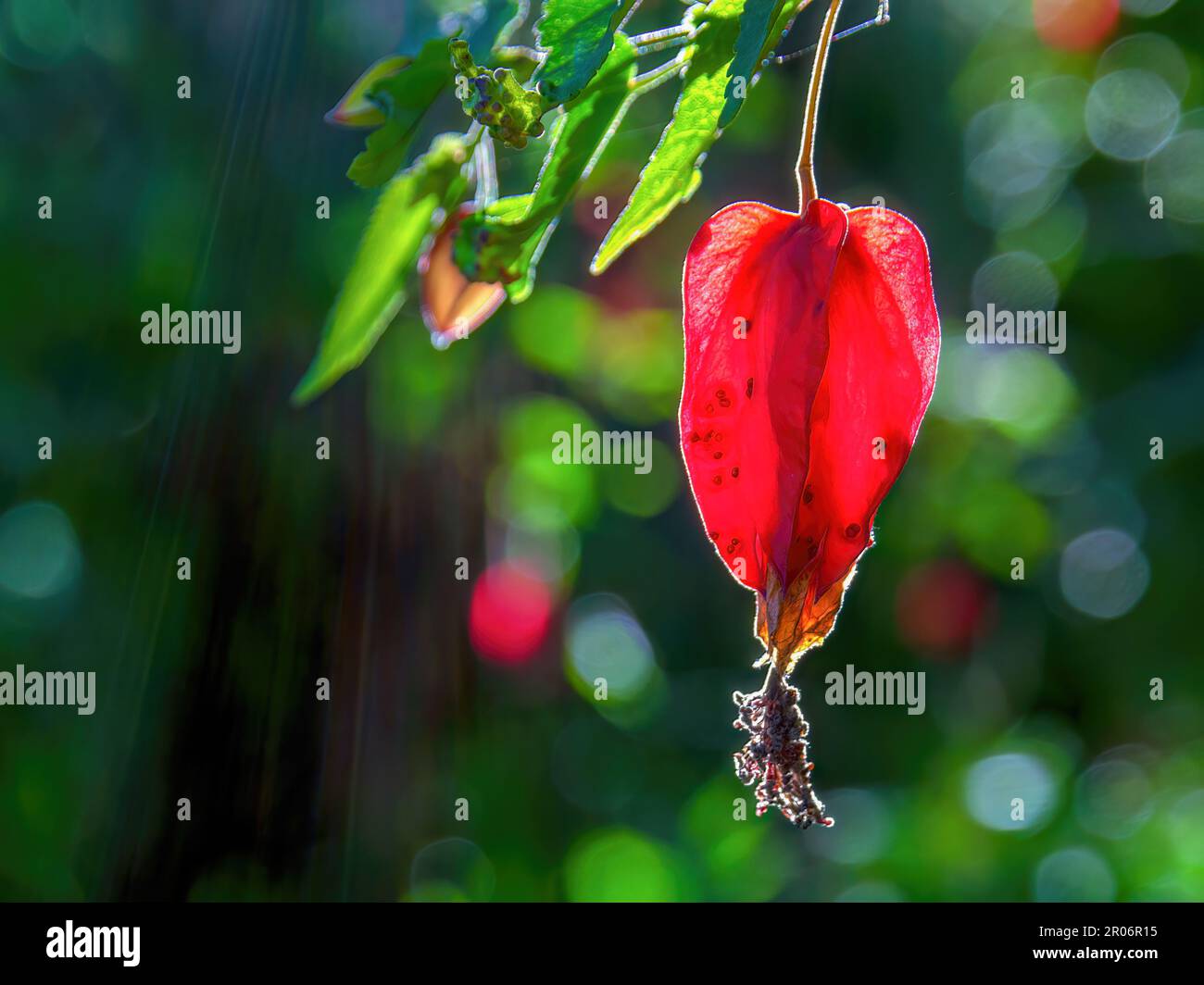 Macro photography of a trailing abutilon flower bud iluminated by the ...