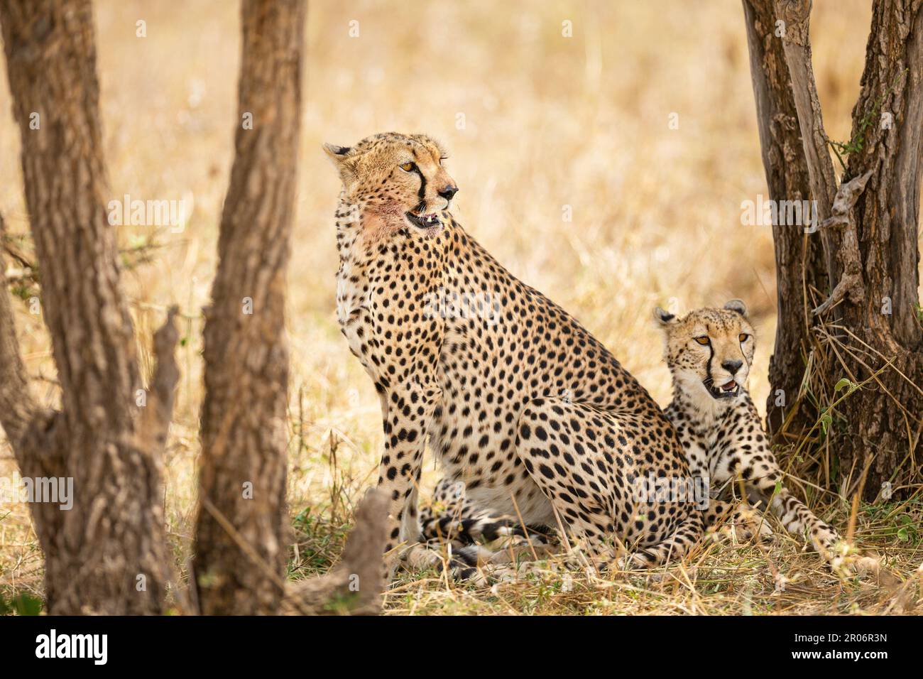 Two beautiful cheetahs rests under a tree in Serengeti Stock Photo - Alamy