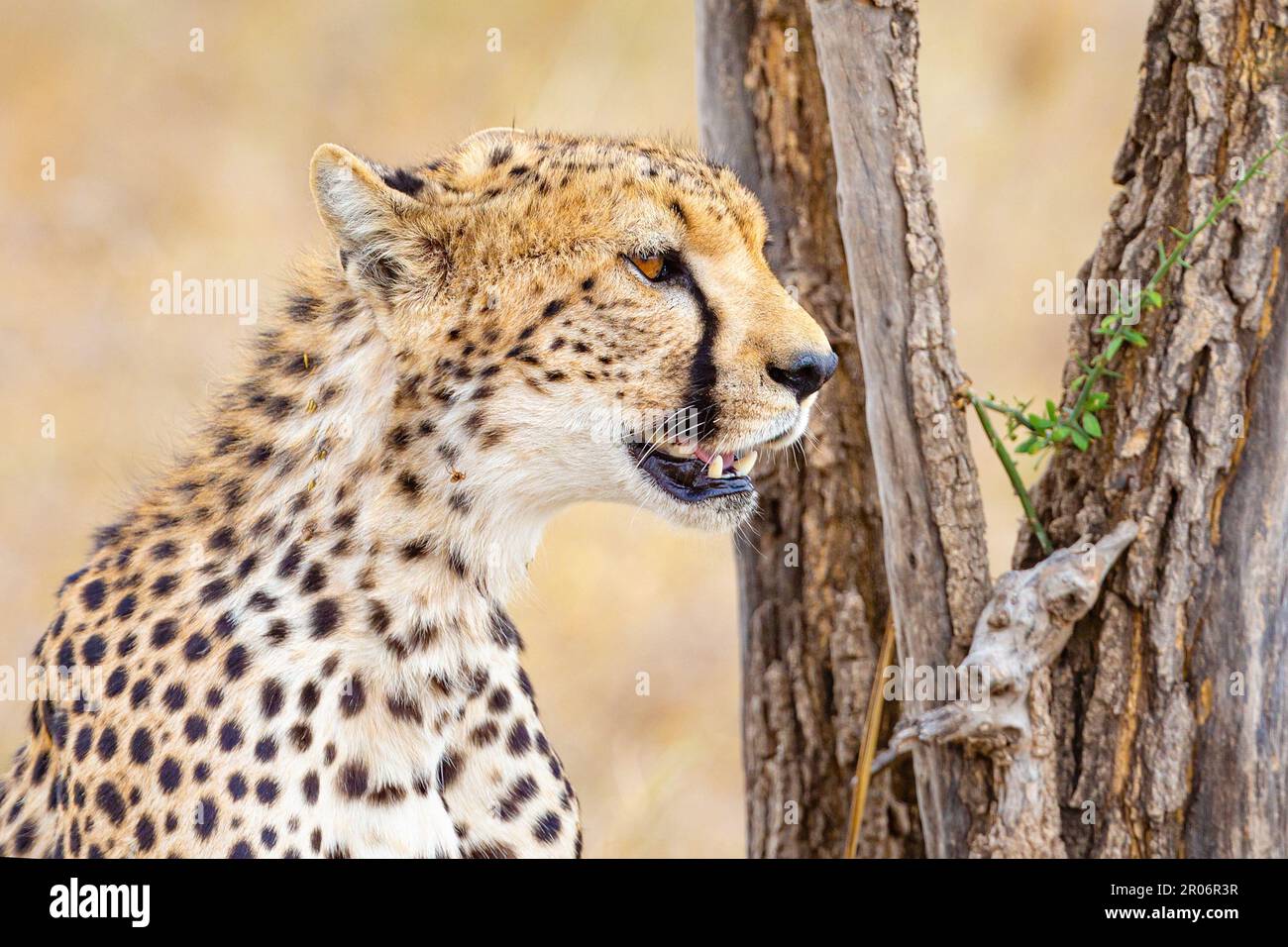 Cheetah sitting under tree and looking after prey in Serengeti Stock ...