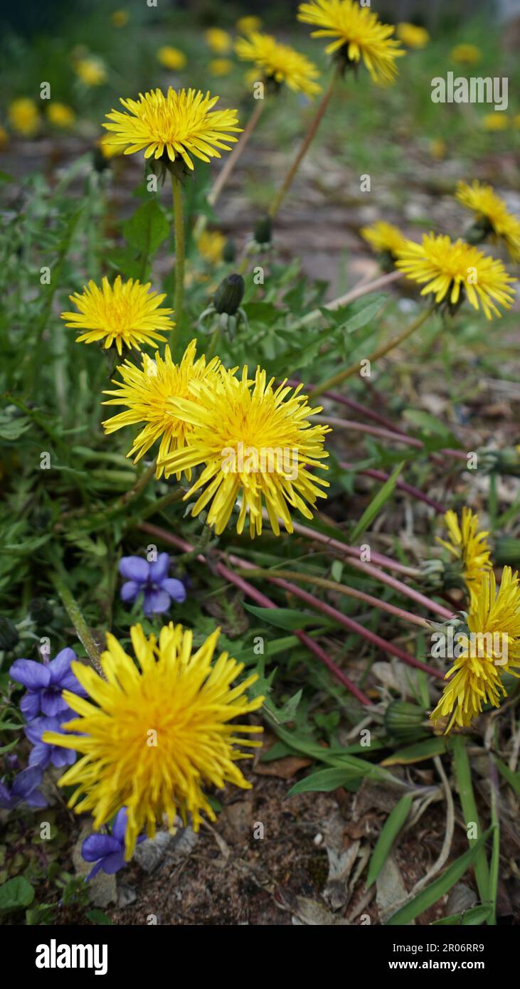 Sunflower in Spring sunshine Stock Photo - Alamy