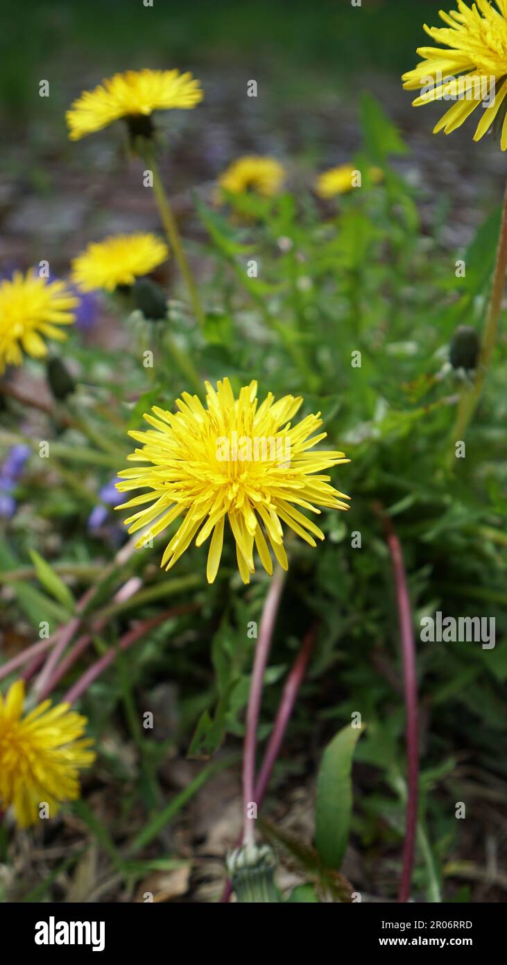 Sunflower in Spring sunshine Stock Photo - Alamy