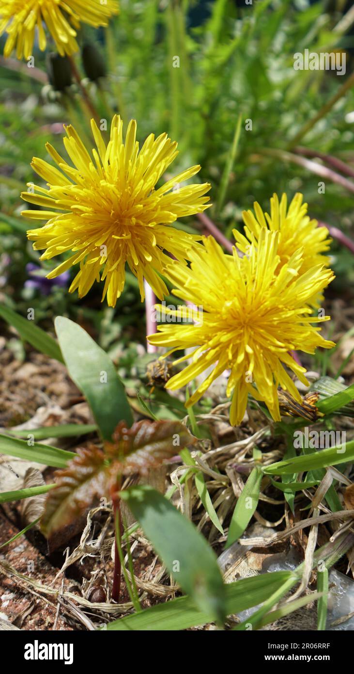 Sunflower in Spring sunshine Stock Photo - Alamy