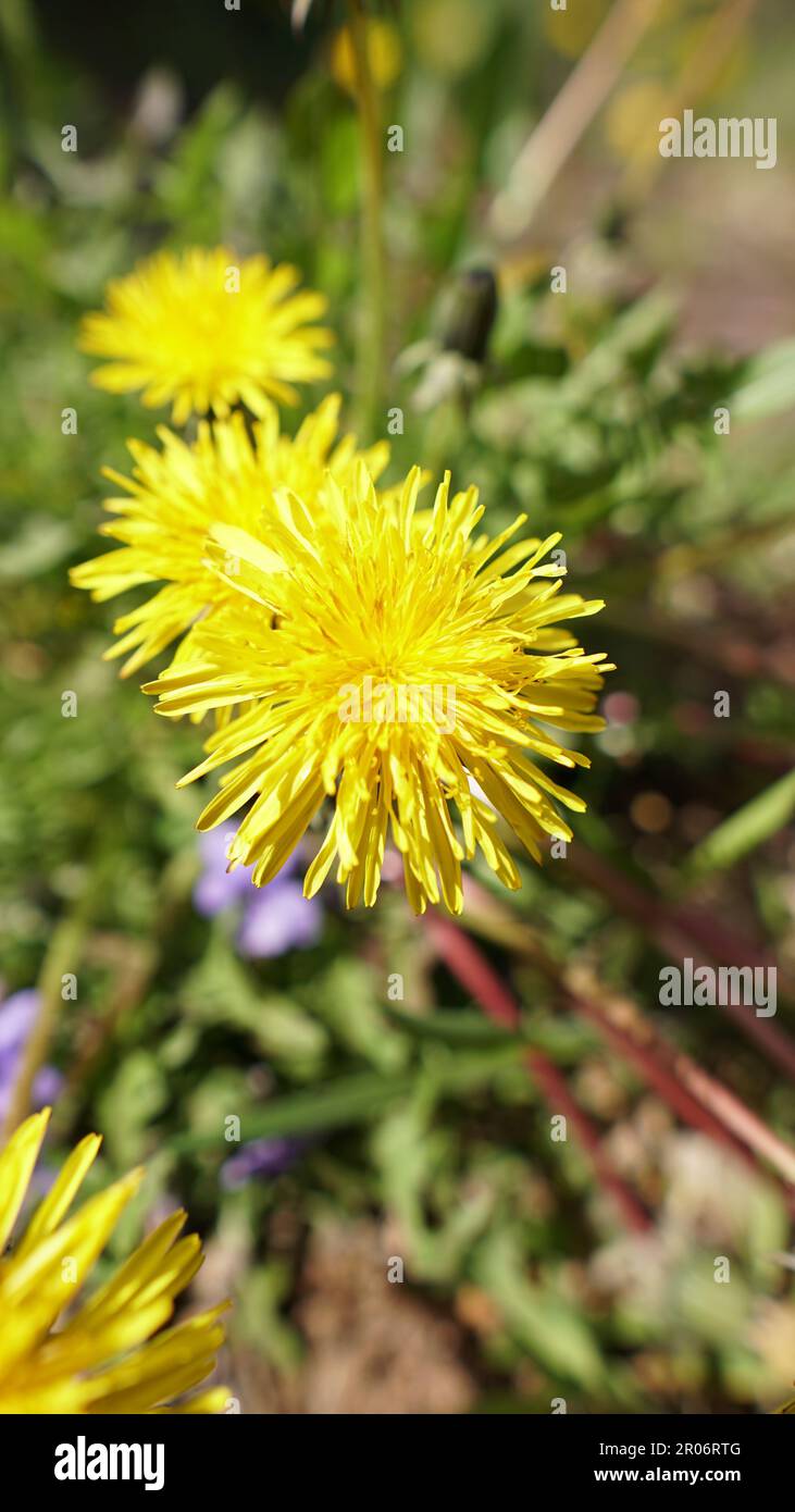 Sunflower in Spring sunshine Stock Photo - Alamy