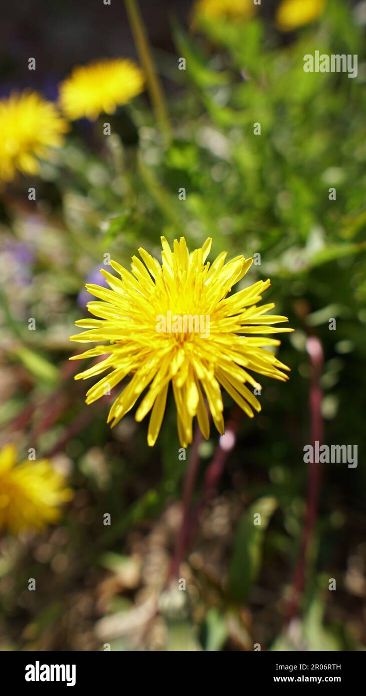 Sunflower in Spring sunshine Stock Photo - Alamy