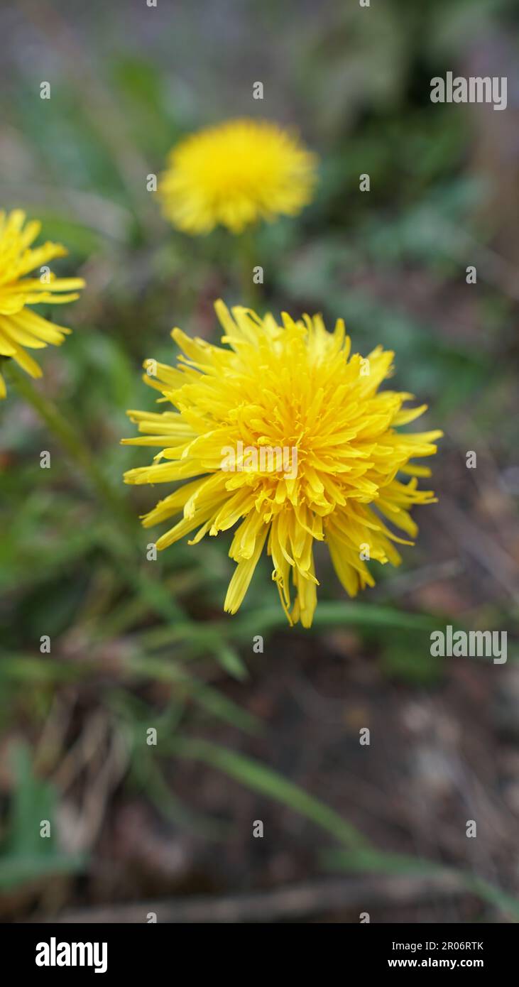Sunflower in the sunshine hi-res stock photography and images - Alamy