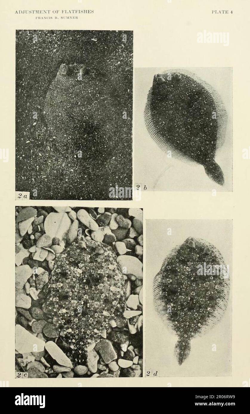 Flatfish camouflage hi-res stock photography and images - Alamy