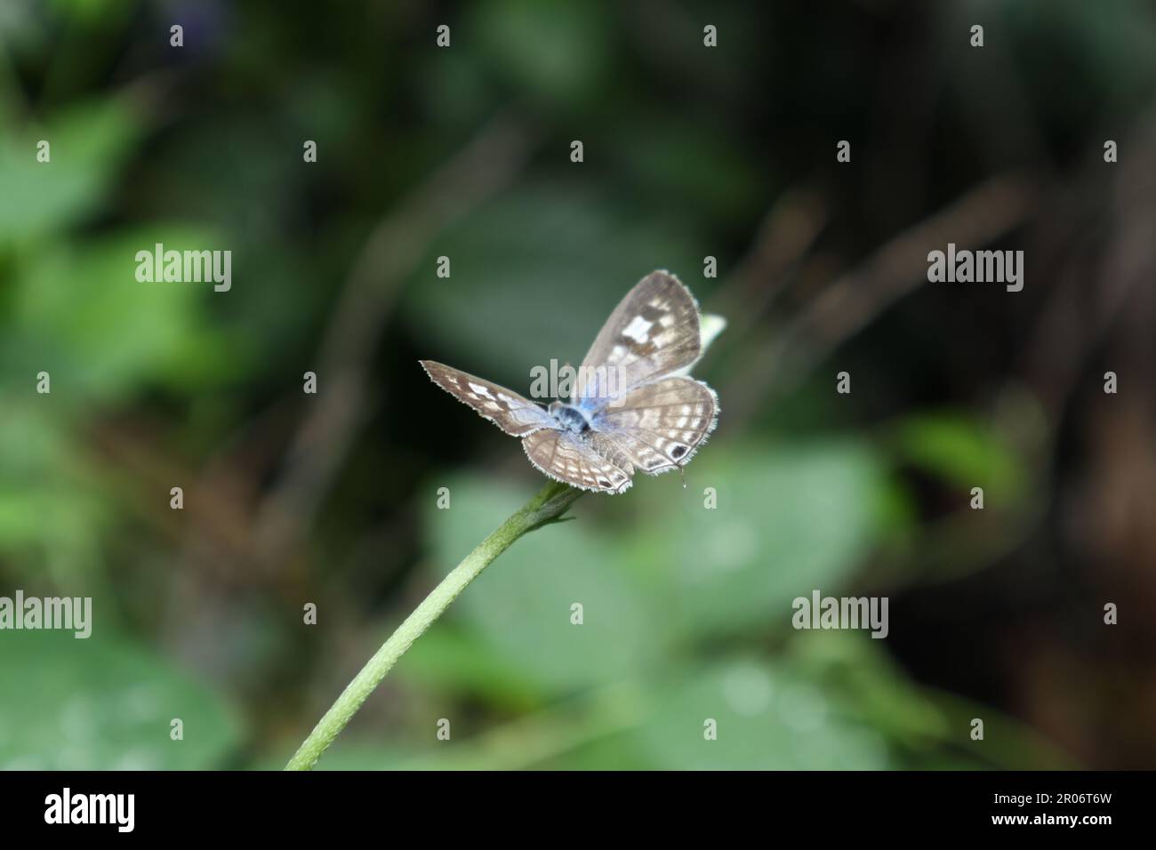 Angle upper side view of a Plumbago blue butterfly (Leptotes Plinius ...