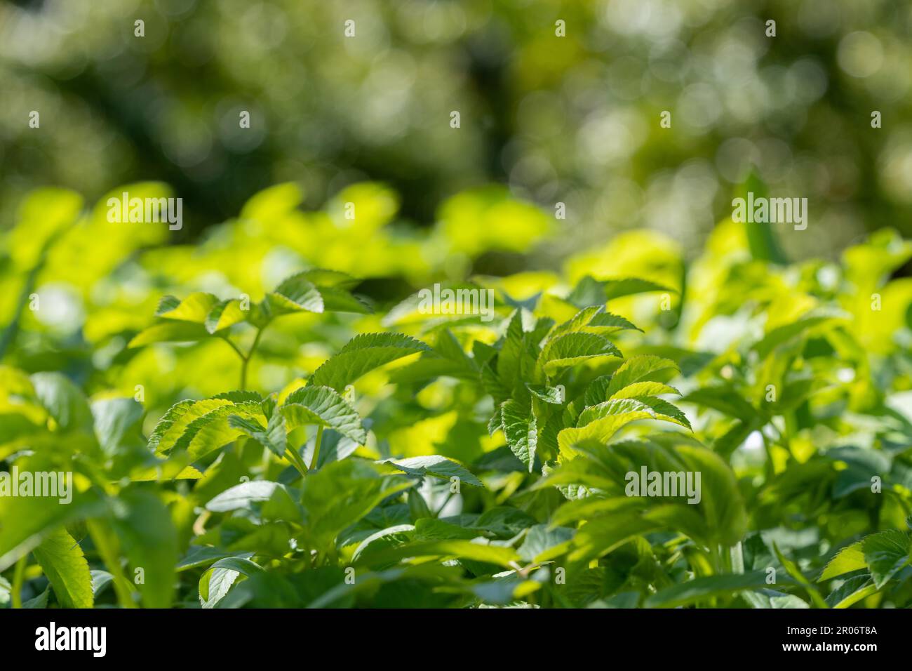 Aegopodium podagraria commonly called ground elder. Using fresh young ...