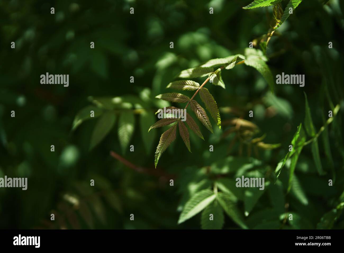 Sorbaria sorbifolia, the leaves of shrub. Green background, the plant ...