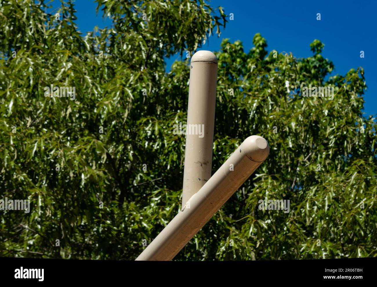 Two teisted poles reach to the tree tops Stock Photo - Alamy