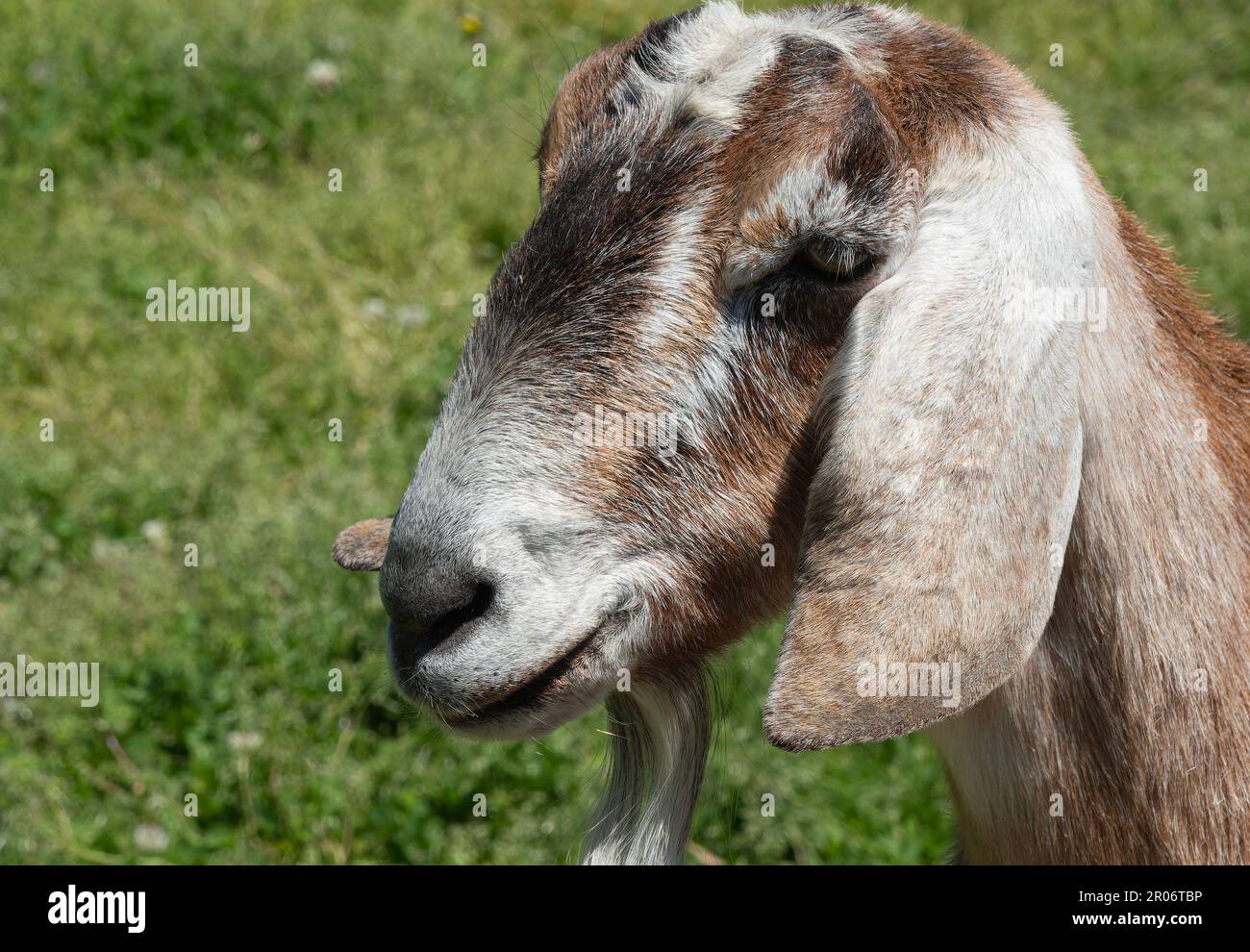 Goat with long ears hi-res stock photography and images - Alamy