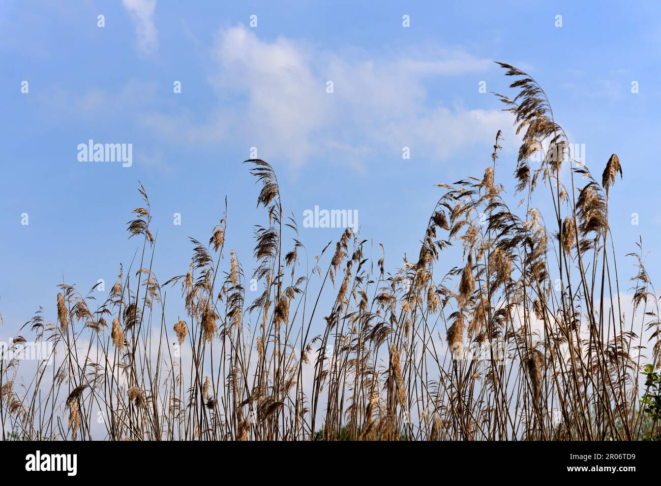 Seeds and grasses hi-res stock photography and images - Alamy
