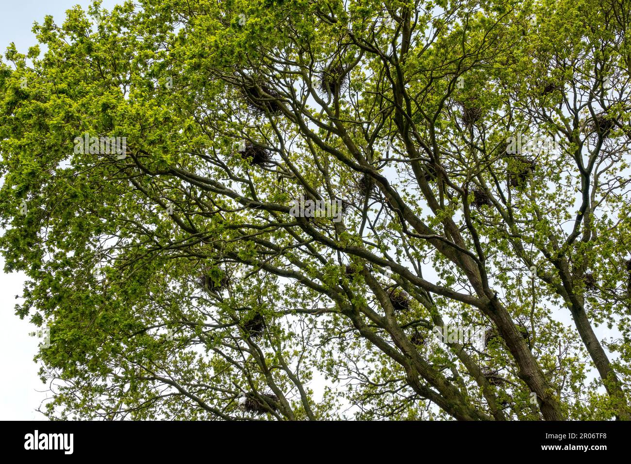 An oak tree in leaf with several rook nests Stock Photo - Alamy