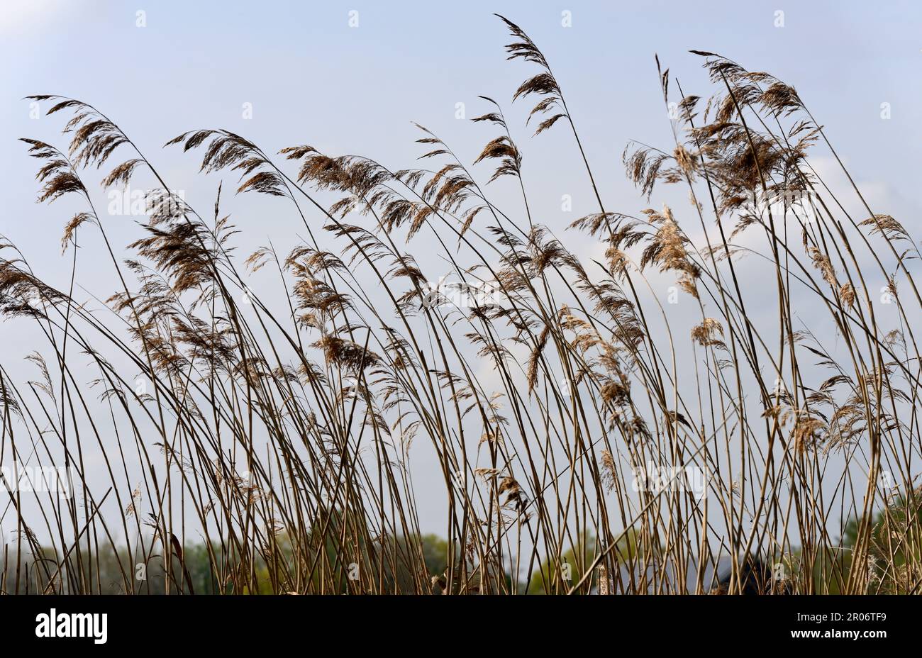 Seeds and grasses hi-res stock photography and images - Alamy