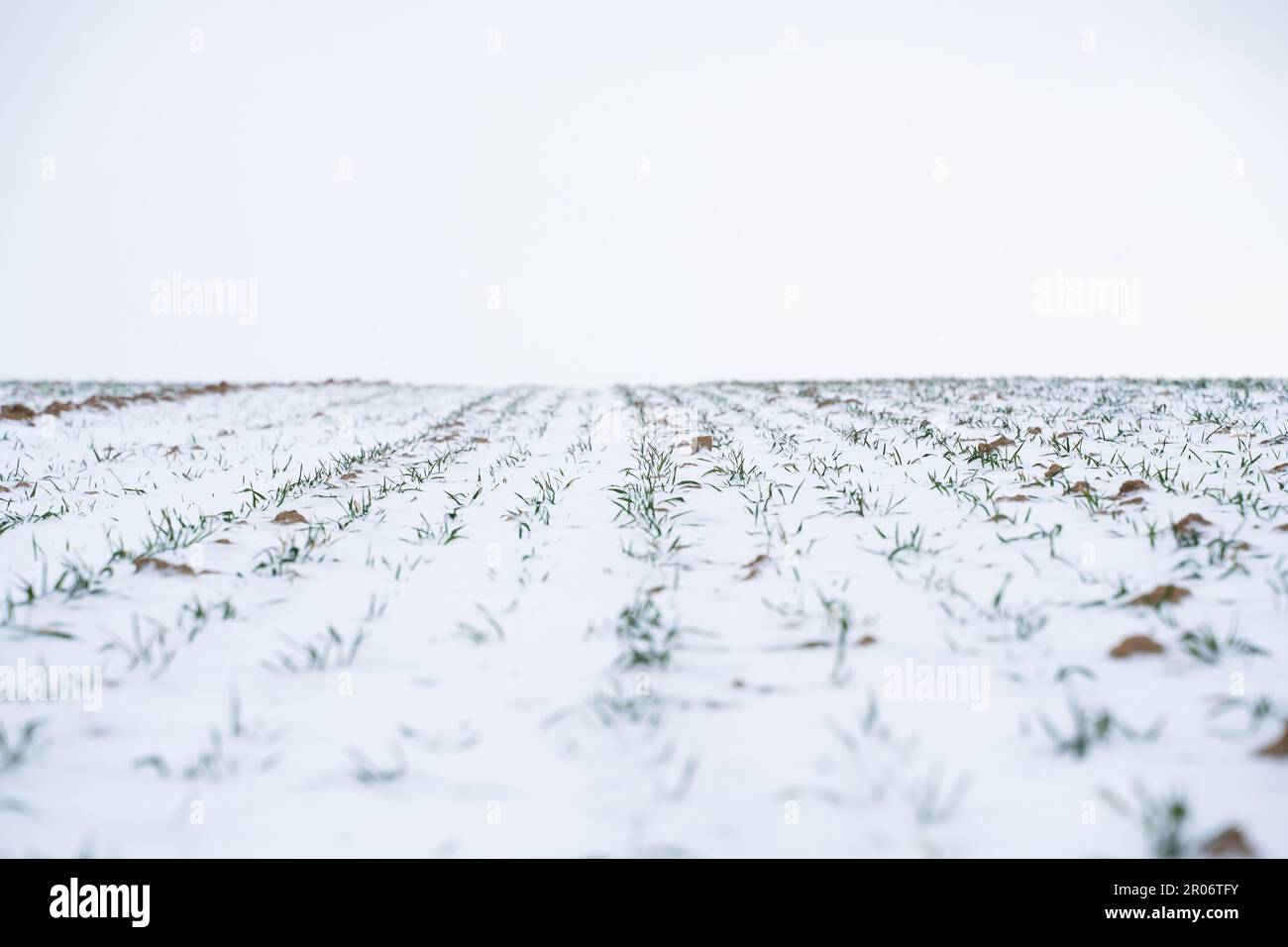 Wheat field covered with snow in winter season. Growing grain crops in ...