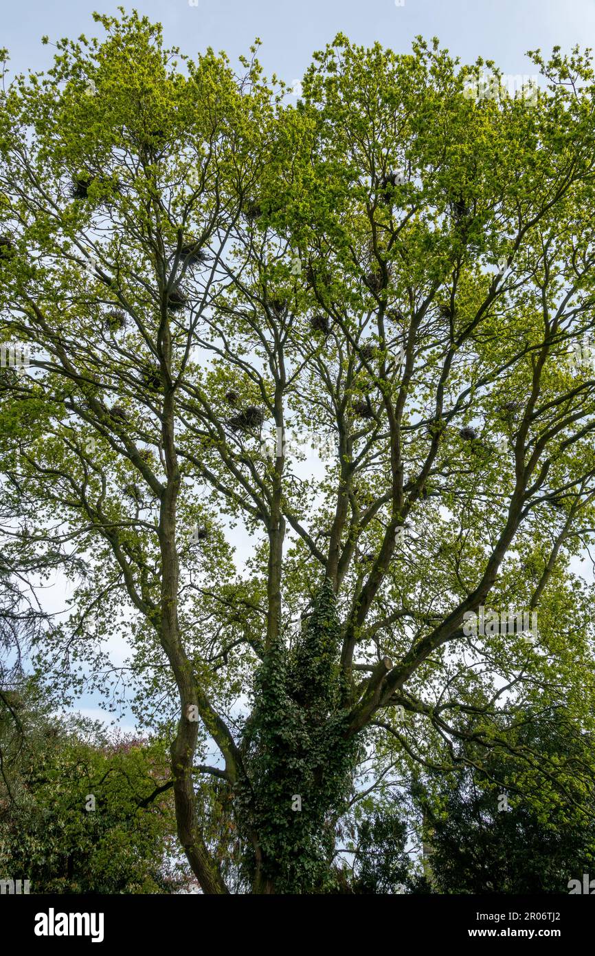 An oak tree in leaf with several rook nests Stock Photo - Alamy