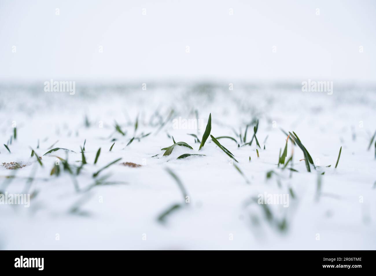 Sprouts of wheat under the snow in winter season. Growing grain crops ...