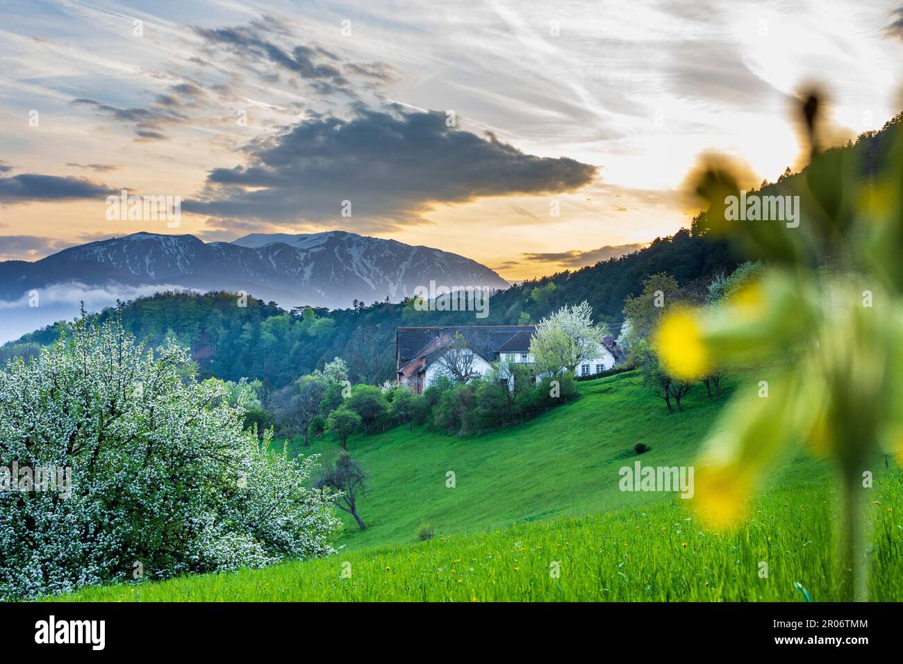 Ternitz: farm houses at hamlet Gutenmann, flowering apple and pear ...