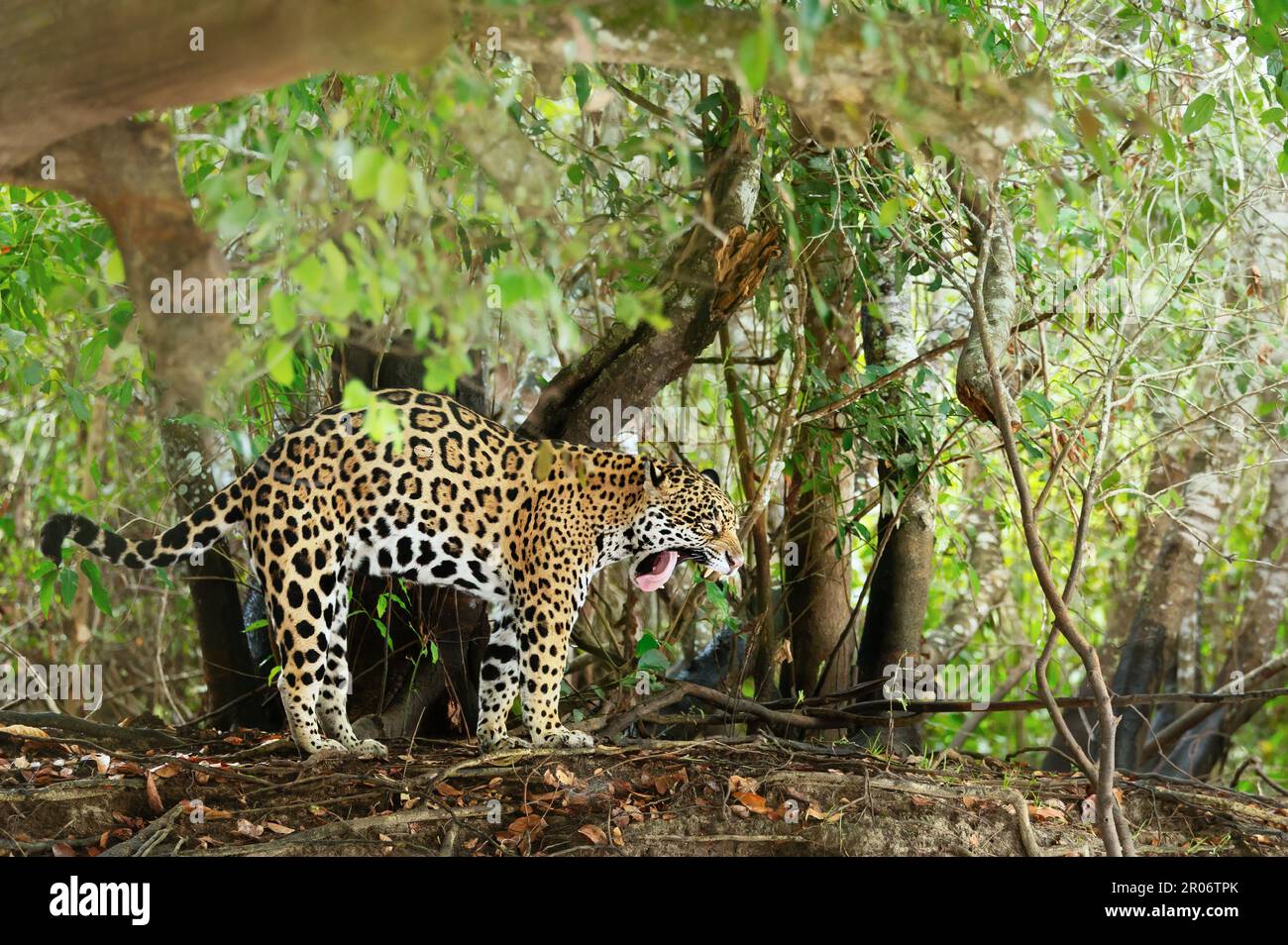 Close up of a Jaguar yawning on a river bank in natural habitat ...