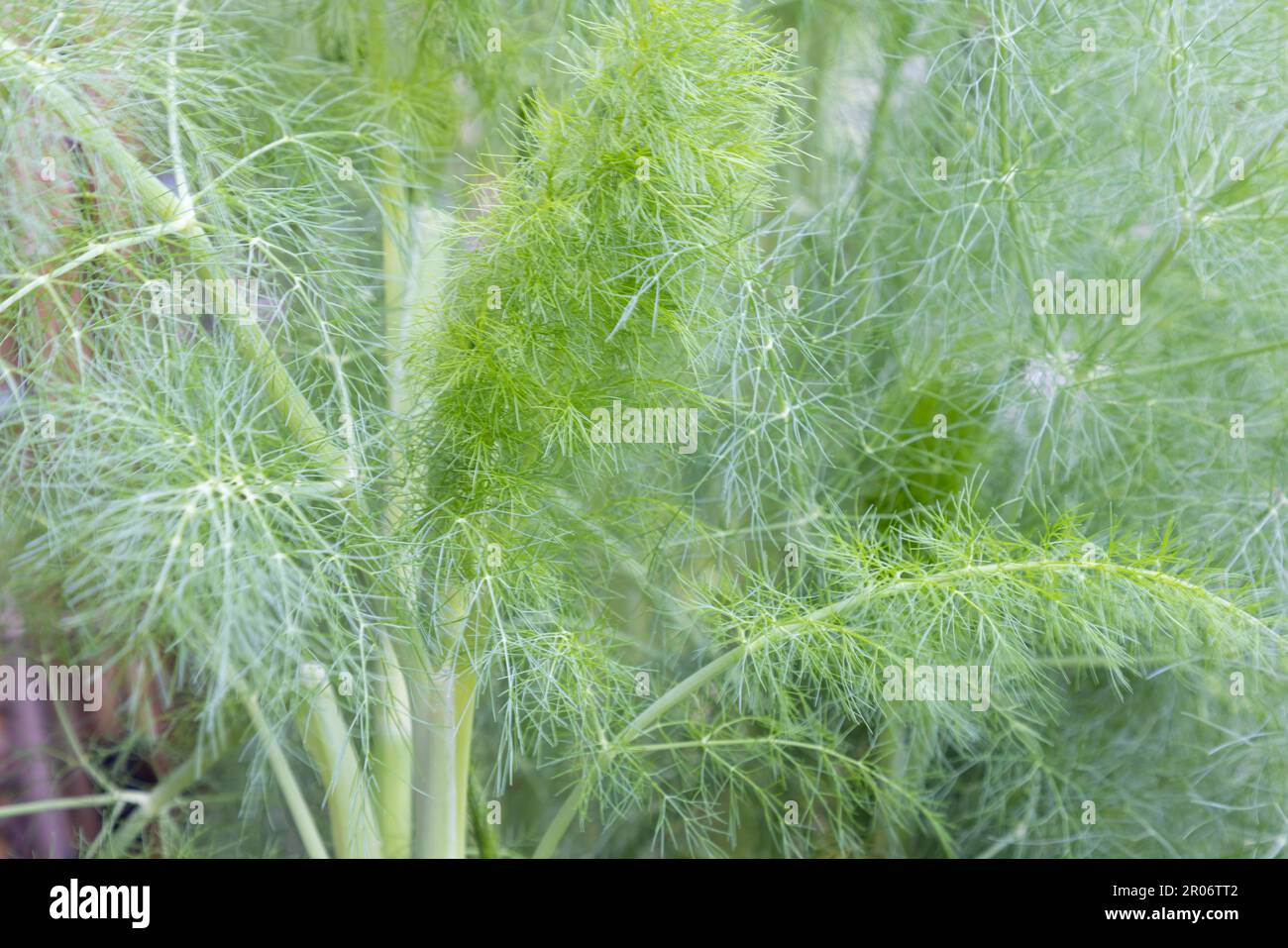 Dill Herb Outdoors on a Farm Plantation. Green Leaves of Fennel ...
