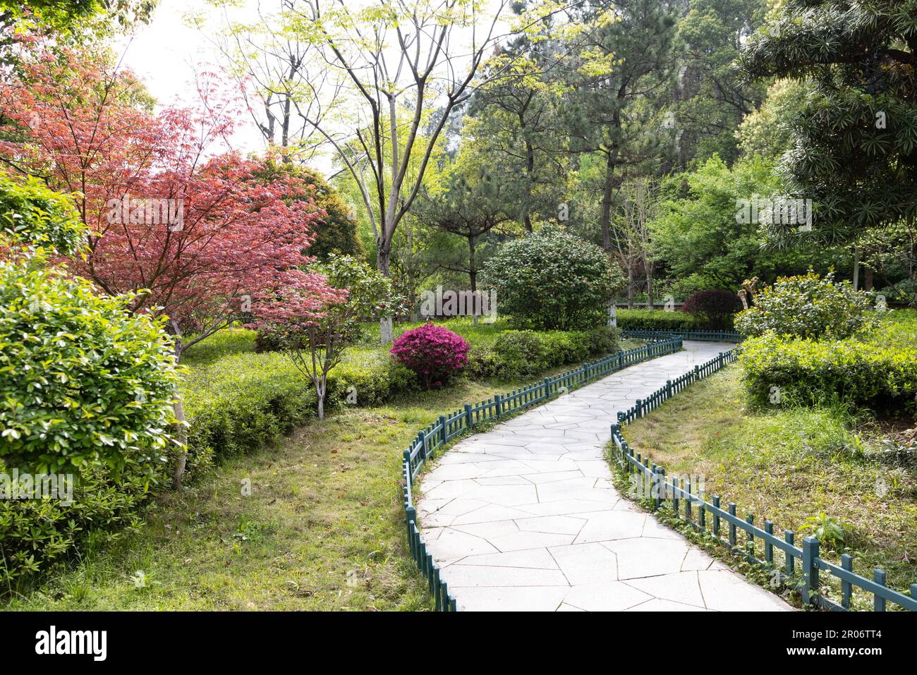 Corner of Chinese garden with paved path and pine and maple trees Stock ...