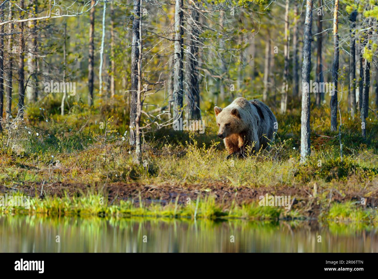 Eurasian Brown bear standing by a pond in forest in summer, Finland ...