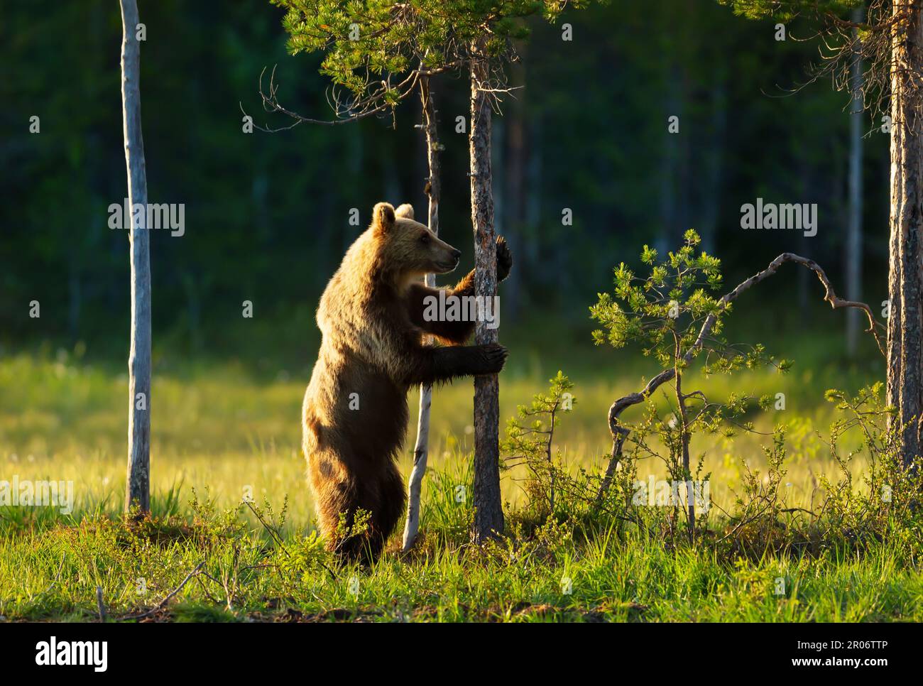 Close up of Eurasian Brown bear standing on its rear legs, Finland ...