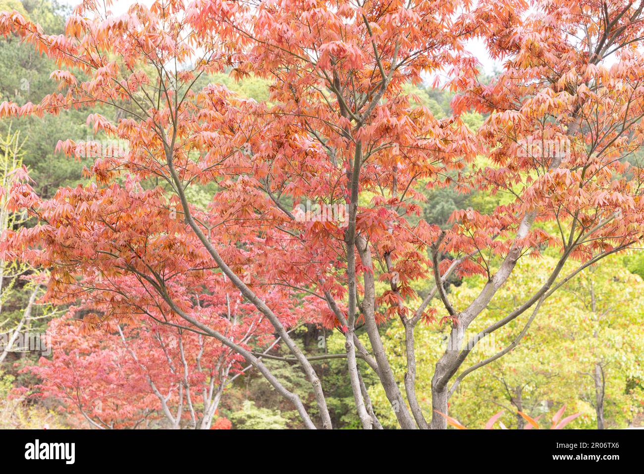 Japanese maple tree at peak foliage in Hunan, China Stock Photo - Alamy
